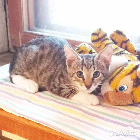 Котенок в дар