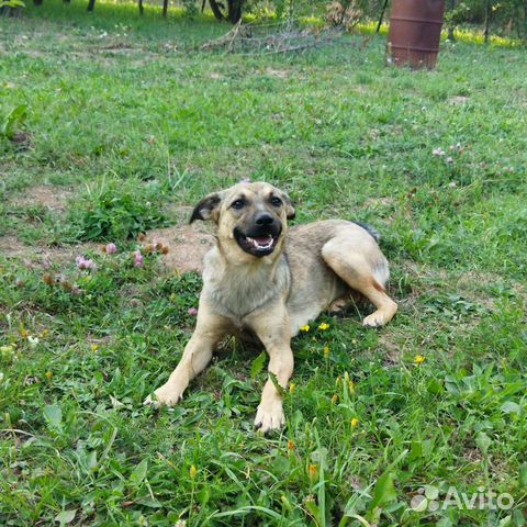 Симпатичный щенок, Златочка