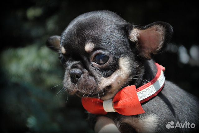 Черно-подпалый мальчишка