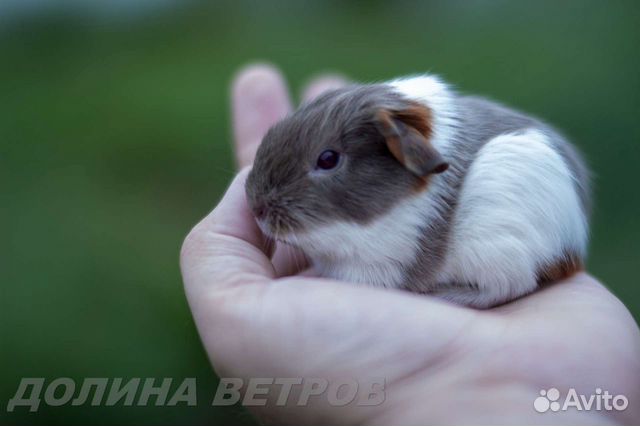 Морская свинка триколор, лиловый, золотой с белым