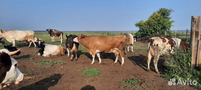 Корова, тёлка на мясо