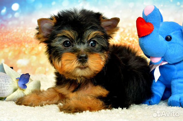 Йоркширский терьер, мальчик Викинг