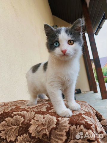 Котенок