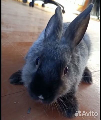 Кролик в добрые руки