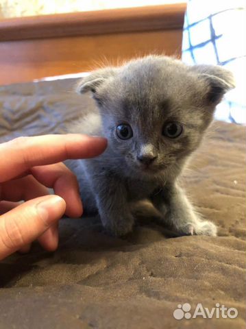 Британская кошка