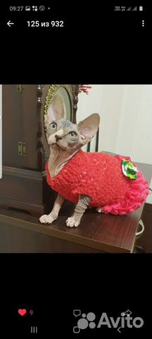 Кошечка канадский сфинкс