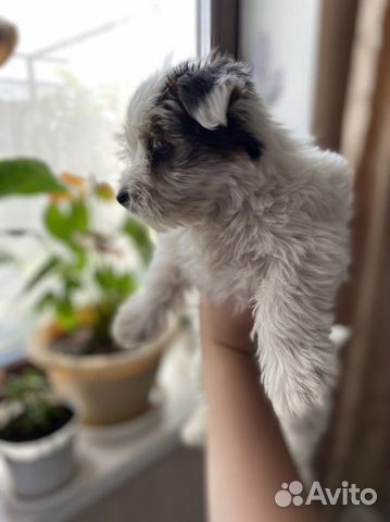 Щенок бивера