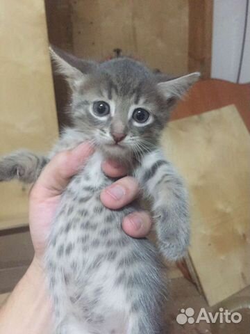Кошка и котик в дар