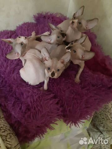 Котята канадского сфинкса