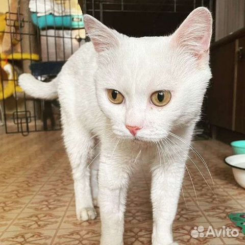 Котофей Каспер