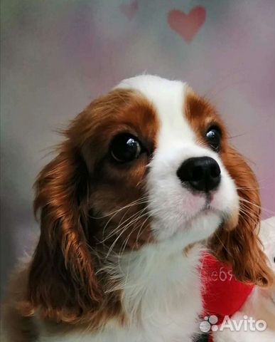 Девочка ккчс