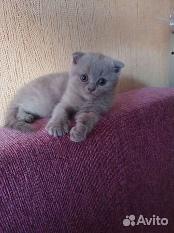 Британская кошка