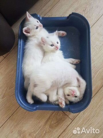 Белые котятки и мамочка ищут ответственных хозяев