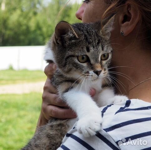 Котенку из приюта очень нужен дом, в добрые руки
