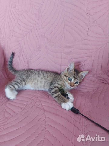 Котенок ищет дом