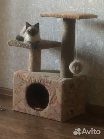 Сиамская кошка бесплатно