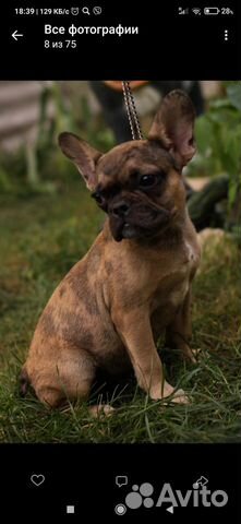 Французский бульдог щенки