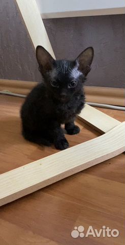 Котенок донской сфинкс браш