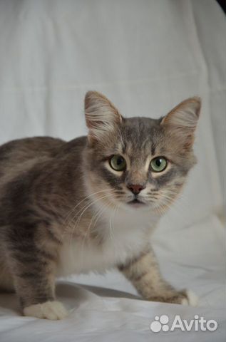 Отдам ласкового кота