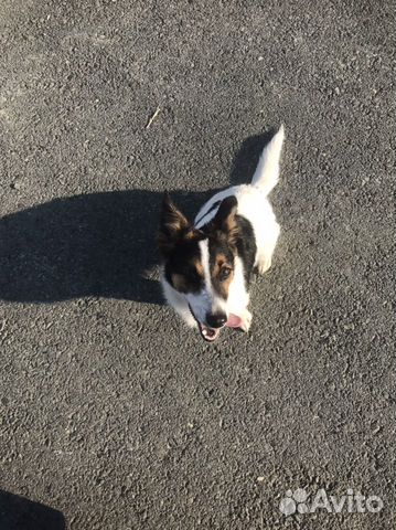 Отдам в добрые руки