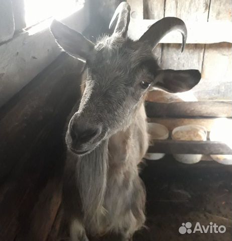 Молодой козлик на мясо