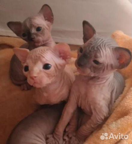 Канадский сфинкс котенок