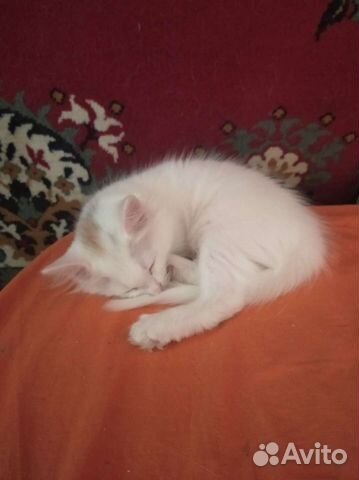 Белая кошка