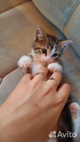 Отдам замечательного котенка