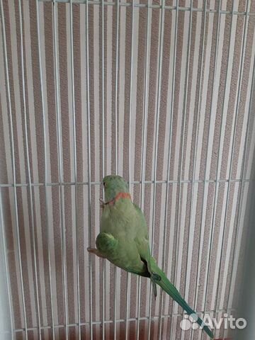 Ожереловый попугай