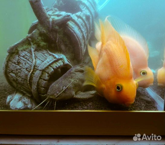 Рыба попугай пара