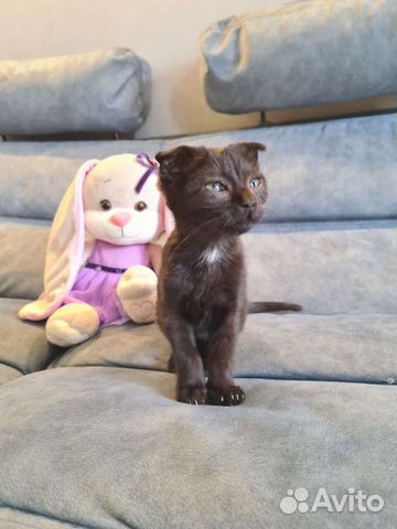 Котенок бесплатно в дар