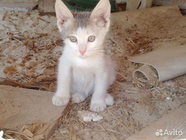 Котик
