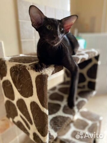 Ориентальный приушастый парень