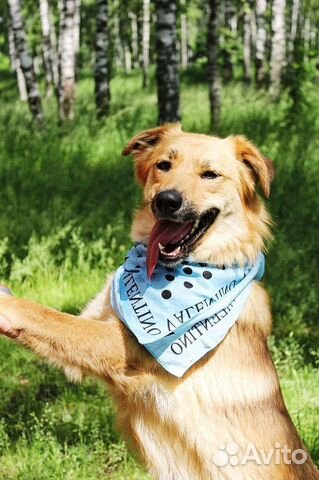 Забери меня из приюта