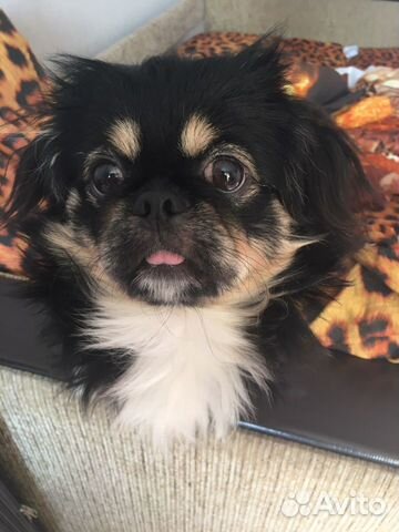 Собака пекинес