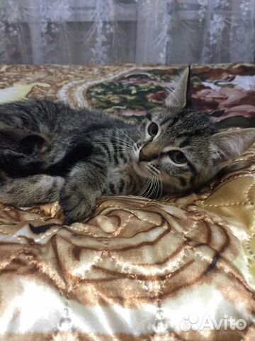 Котёнок девочка в добрые руки