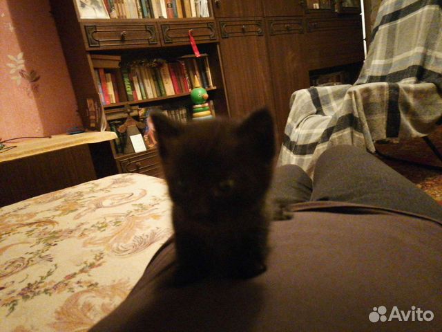 Кошка в дар