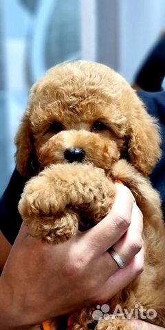 Мальчик Мальтипу Red Teddy