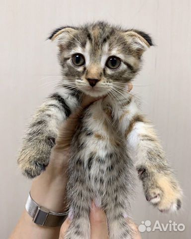 Отдам в добрые руки