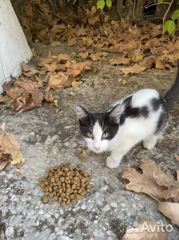Котенок девочка 2 месяца