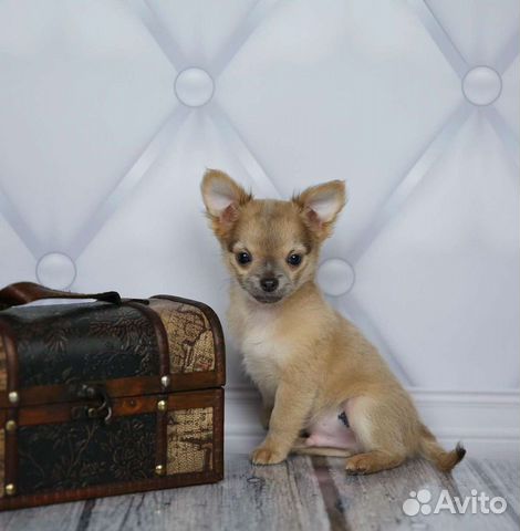 Чихуахуа мальчик Марсик