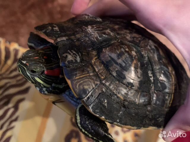 Черепаха