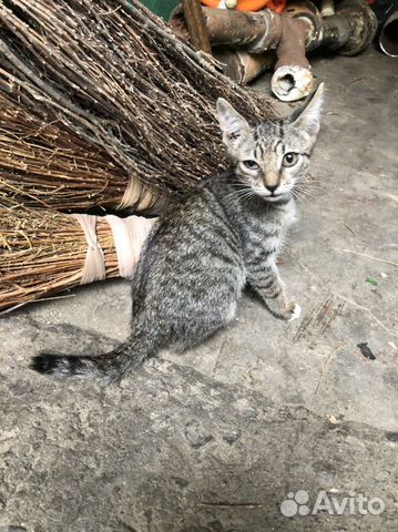 Грусные котята