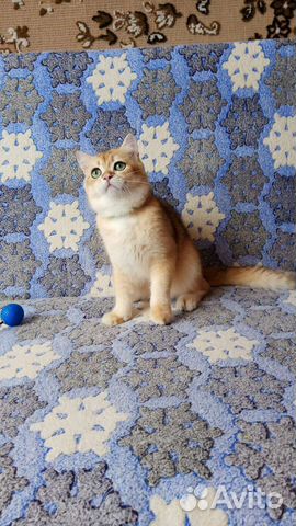 Золотой британчик (ny11(12)