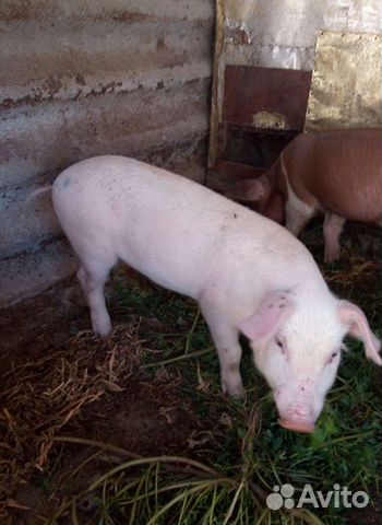 Кабанчик ландрас-дюрок 44 дня