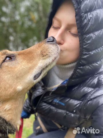 Помоги хвостику обрести дом