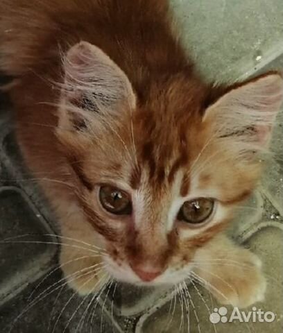 Солнечный мальчик ищет семью