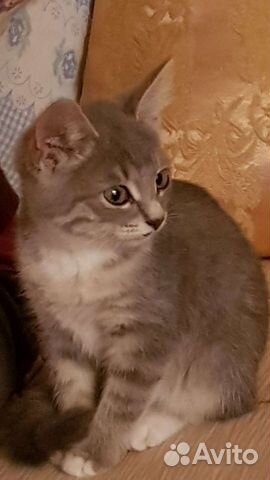 Котенок девочка в добрые руки