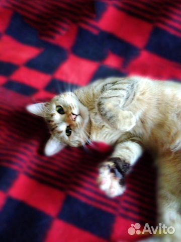 Молодая кошка пропадает на улице