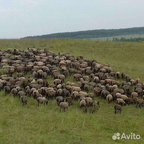 Ярки ягнята романовской породы
